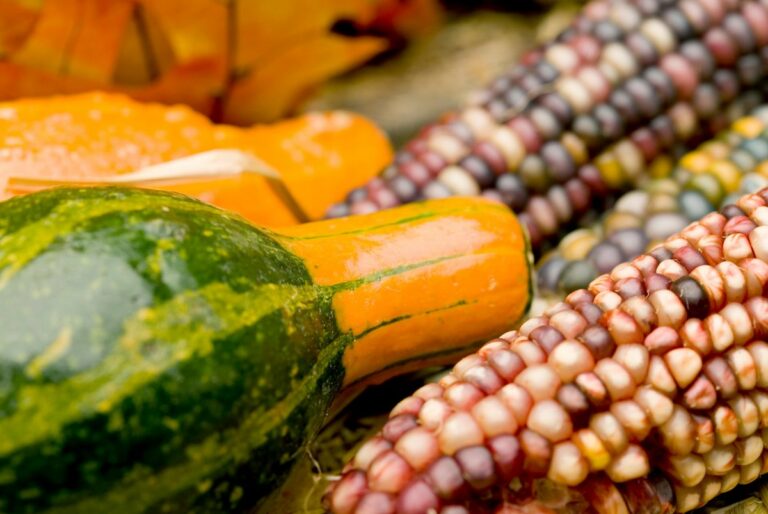 Fall harvest with kids: How to honor traditions without appropriating ...